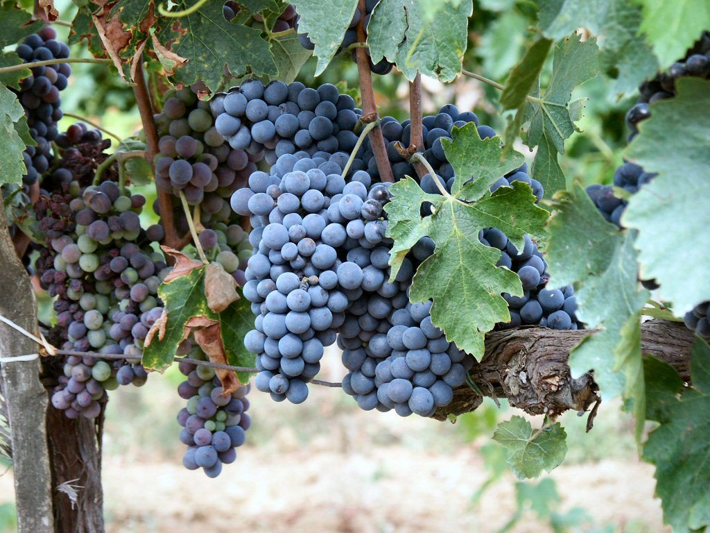 Tutto quello che devi sapere sul Sangiovese - Fattoria Montecchio