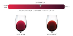 All you need to know about Sangiovese - Fattoria Montecchio