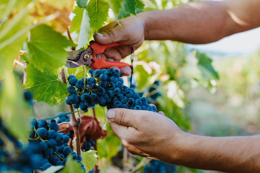 Red winemaking process step by step - Fattoria Montecchio