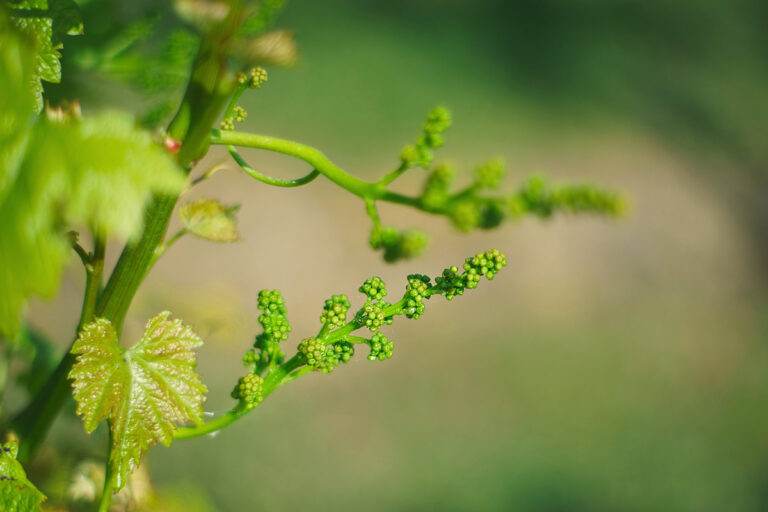 Grape bloom, flowering and fruit set in the vineyard - Fattoria Montecchio